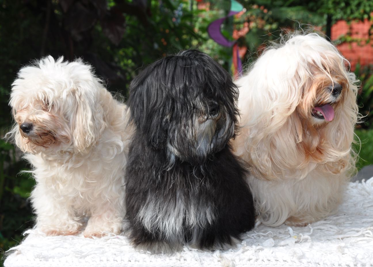 Son Los Habaneros Los Perros Mas Inteligentes