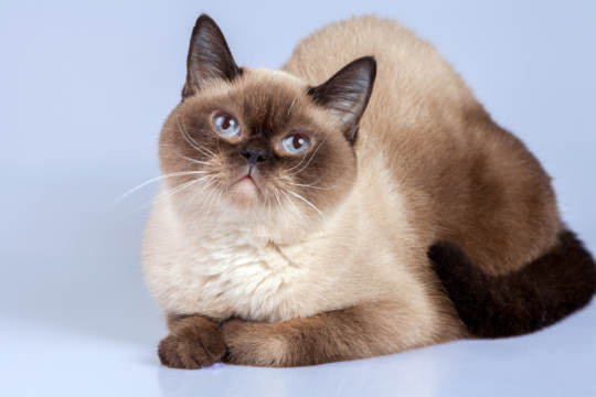 Las razas de gatos más inteligentes - Consejos Miscota