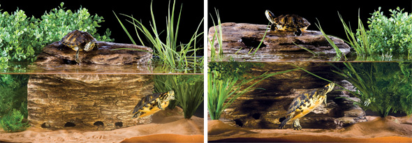 Exo Terra Turtle Cliff + Aquatic Terrarium Filter + Rock - Miscota ...