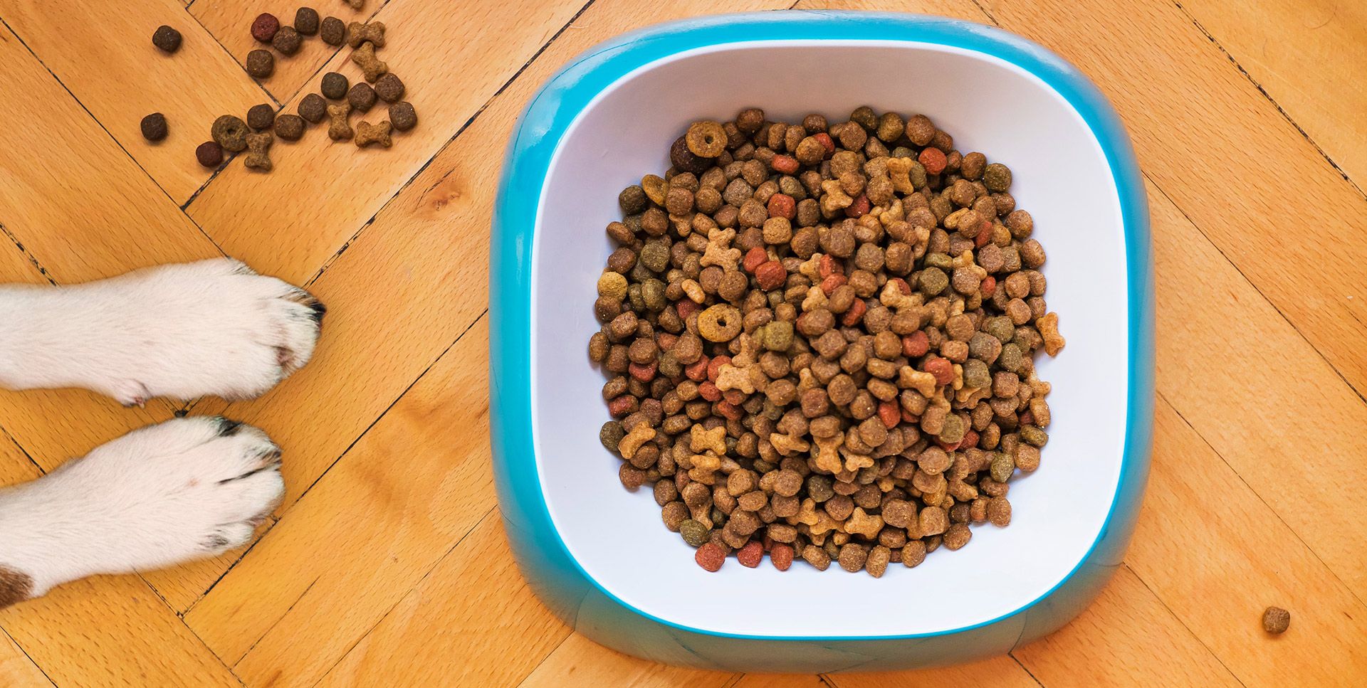 Primordial Dog Food For Adult Mini Trout & Duck - Miscota United Kingdom