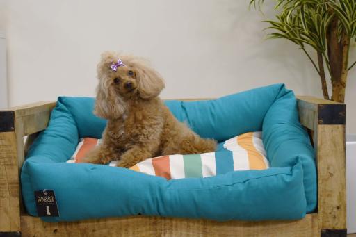 Tu tienda online de mascotas y animales - Miscota