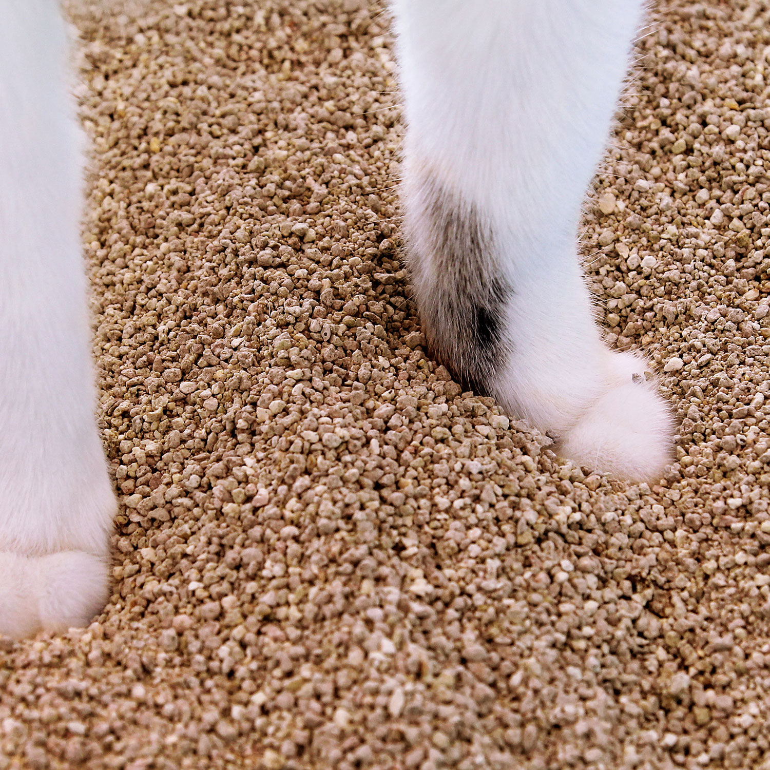 World's Best Cat Litter Clumping Sand Best Picky Cat - Miscota United ...