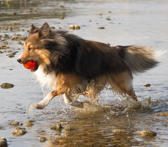 Bionic Pelota Resistente y Rellenable para Perros - Miscota España